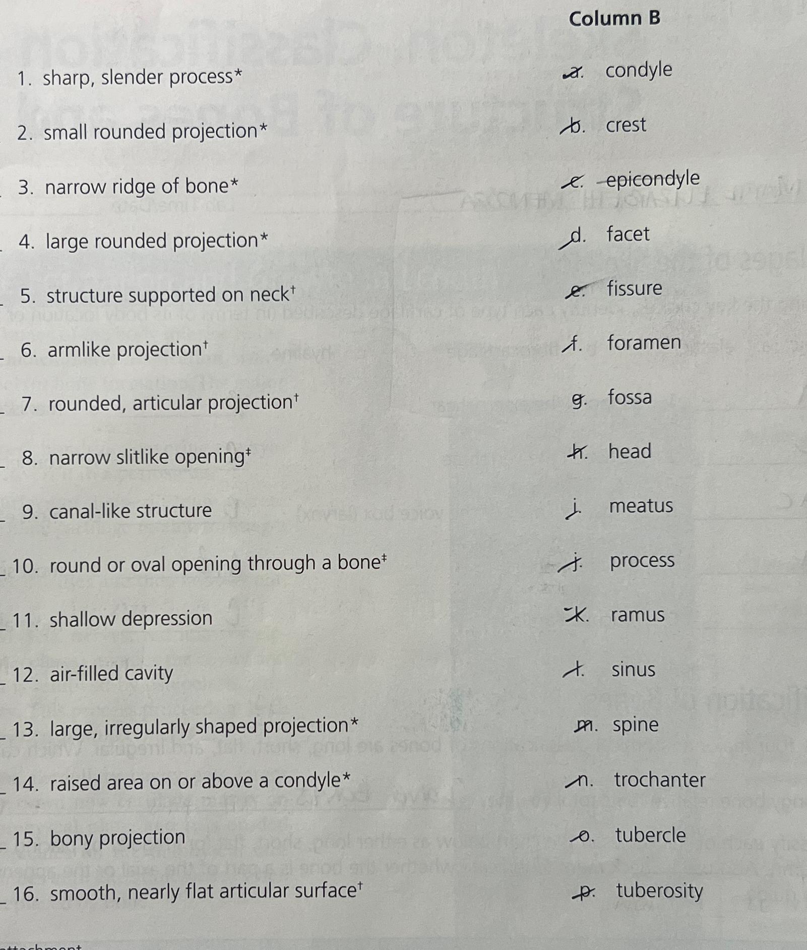 Solved Column Bsharp, slender process*x. ﻿condylesmall | Chegg.com