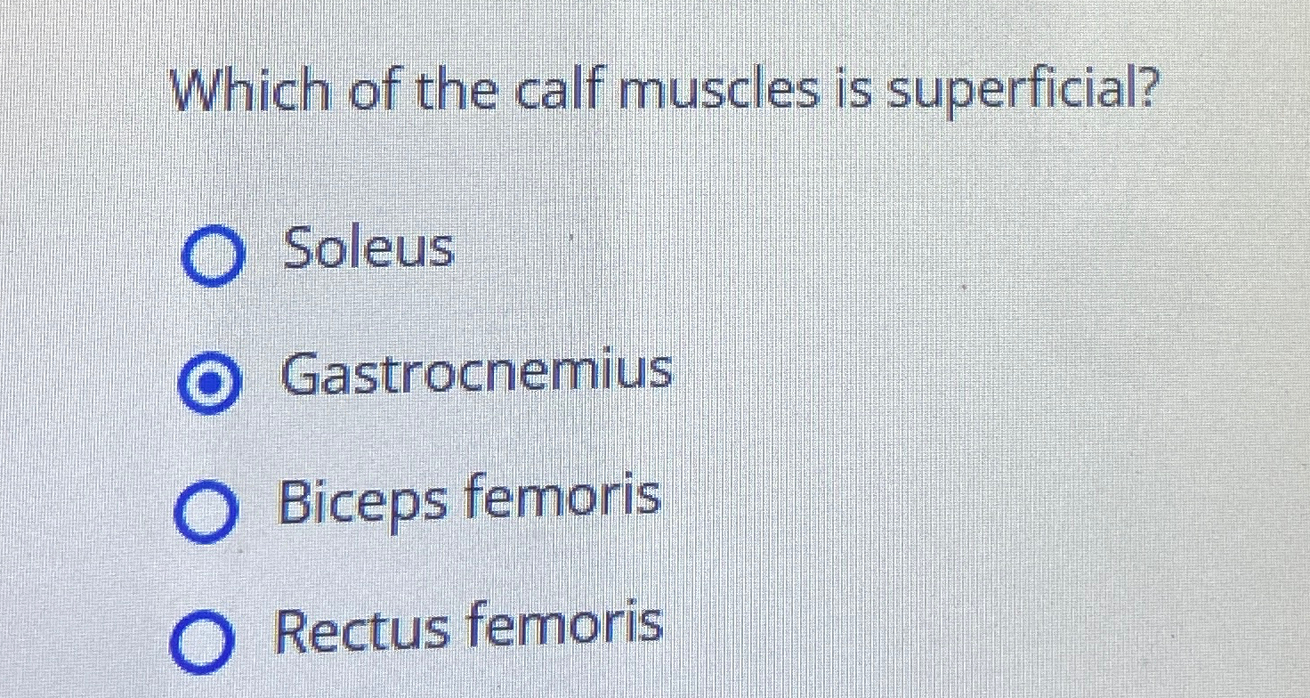 Solved Which of the calf muscles is | Chegg.com
