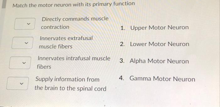 Solved Match the motor neuron with its primary | Chegg.com