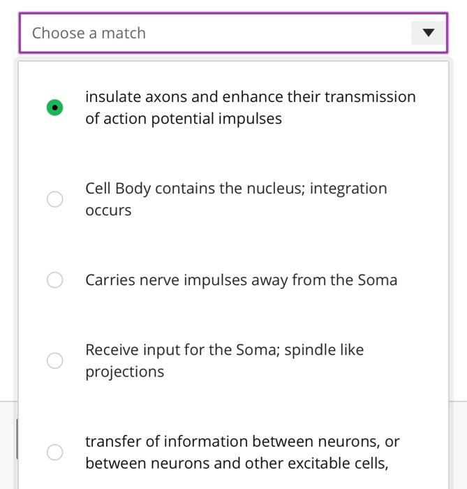 Solved Match the parts of a Neuron to their | Chegg.com