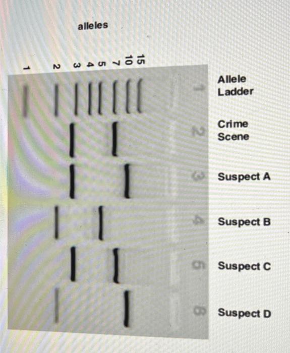 Solved alleles Allele Ladder Crime Scene Suspect A Suspect B | Chegg.com