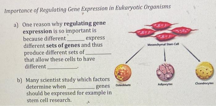 Solved Importance of Regulating Gene Expression in | Chegg.com