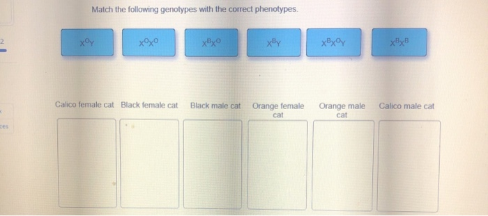 Solved Match the following genotypes with the correct | Chegg.com