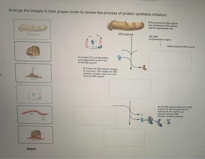Arrange the images in their proper order to review | Chegg.com