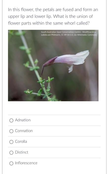 Solved In this flower, the petals are fused and form an | Chegg.com