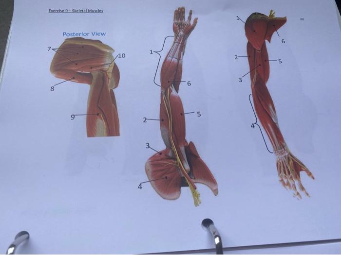 Solved Exercise 9 - Skeletal Muscles Posterior View 10 2 3 6 | Chegg.com