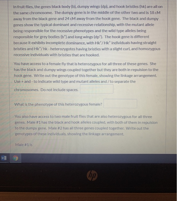 Solved In fruit flies, the genes black body (b), dumpy wings | Chegg.com