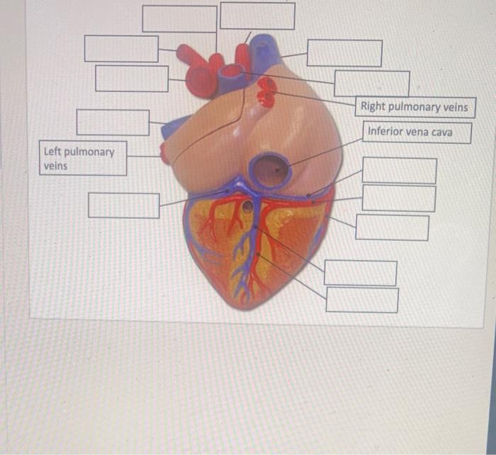 Solved Right pulmonary veins Inferior vena cava Left | Chegg.com