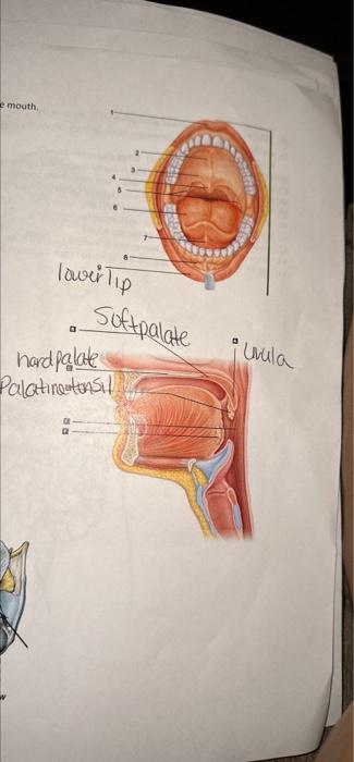 Solved i need help labeling | Chegg.com Solved i need help labeling | Chegg.com