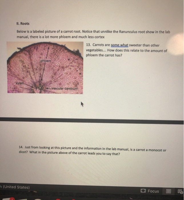 Solved II. Roots Below is a labeled picture of a carrot | Chegg.com