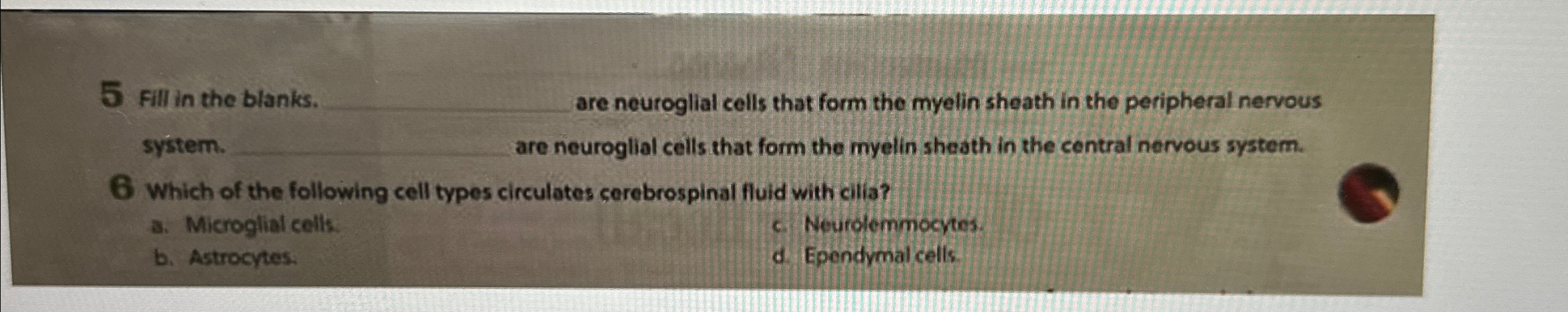 Solved 5 ﻿Fill in the blanks. q, ﻿are neuroglial cells that | Chegg.com