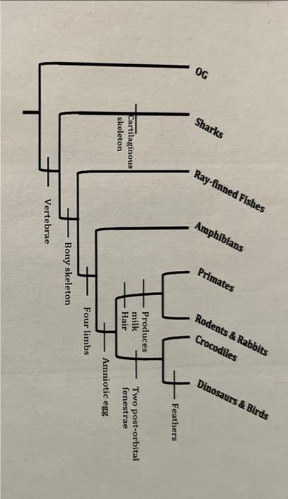 A Original Tree Bootstrap consensus Tree OG Lampetra | Chegg.com