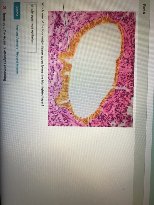 Solved Part A Identify The Highlighted Structures Submit