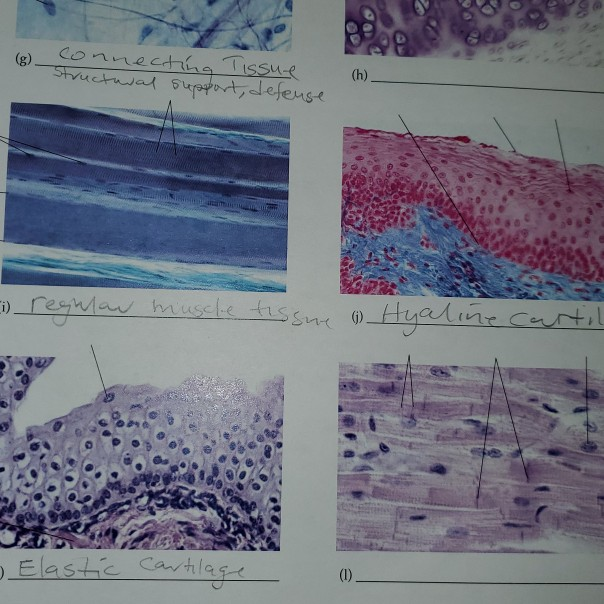 Visual Identification of Tissues For each of the | Chegg.com