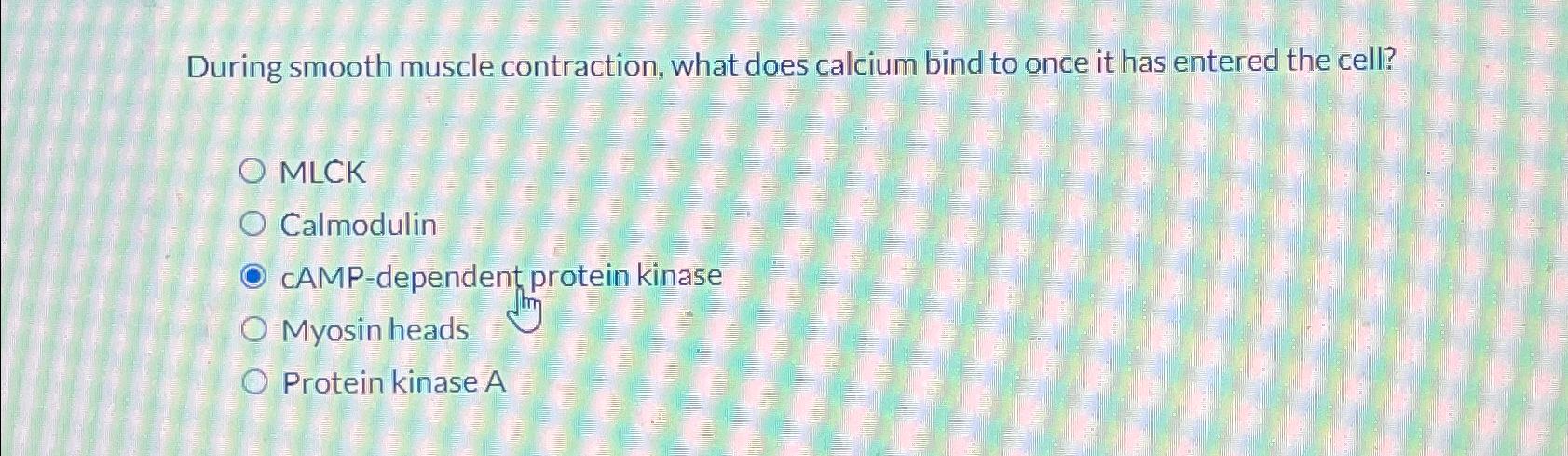 Solved During smooth muscle contraction, what does calcium | Chegg.com