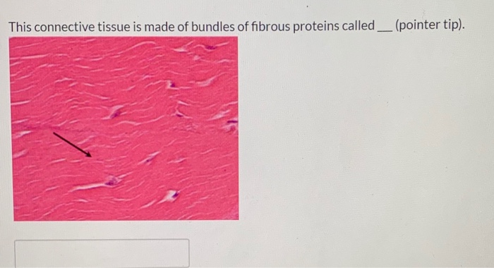 Solved Cells (pointer tip) that make the protein fibers of | Chegg.com