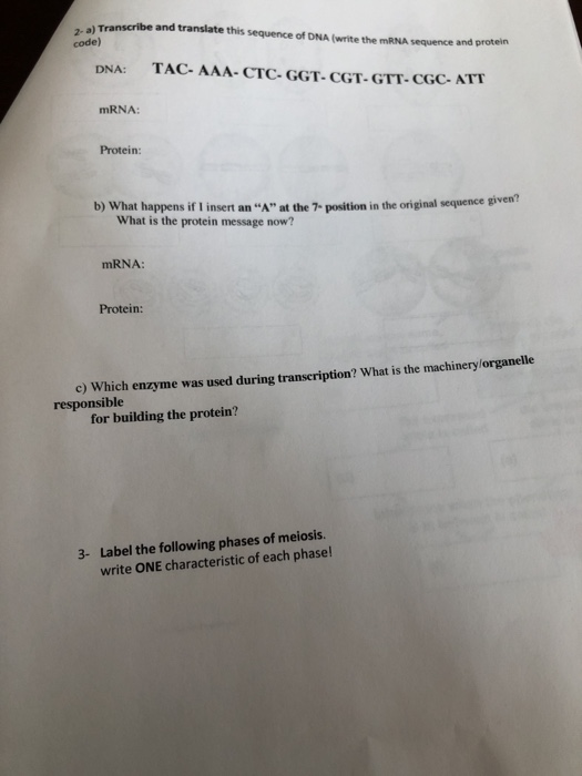 Solved Transcribe and translate this sequence of DNA write | Chegg.com