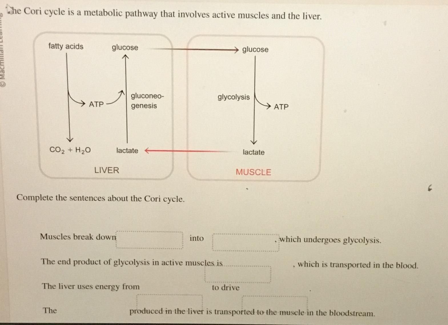 Solved he Cori cycle is a metabolic pathway that involves | Chegg.com
