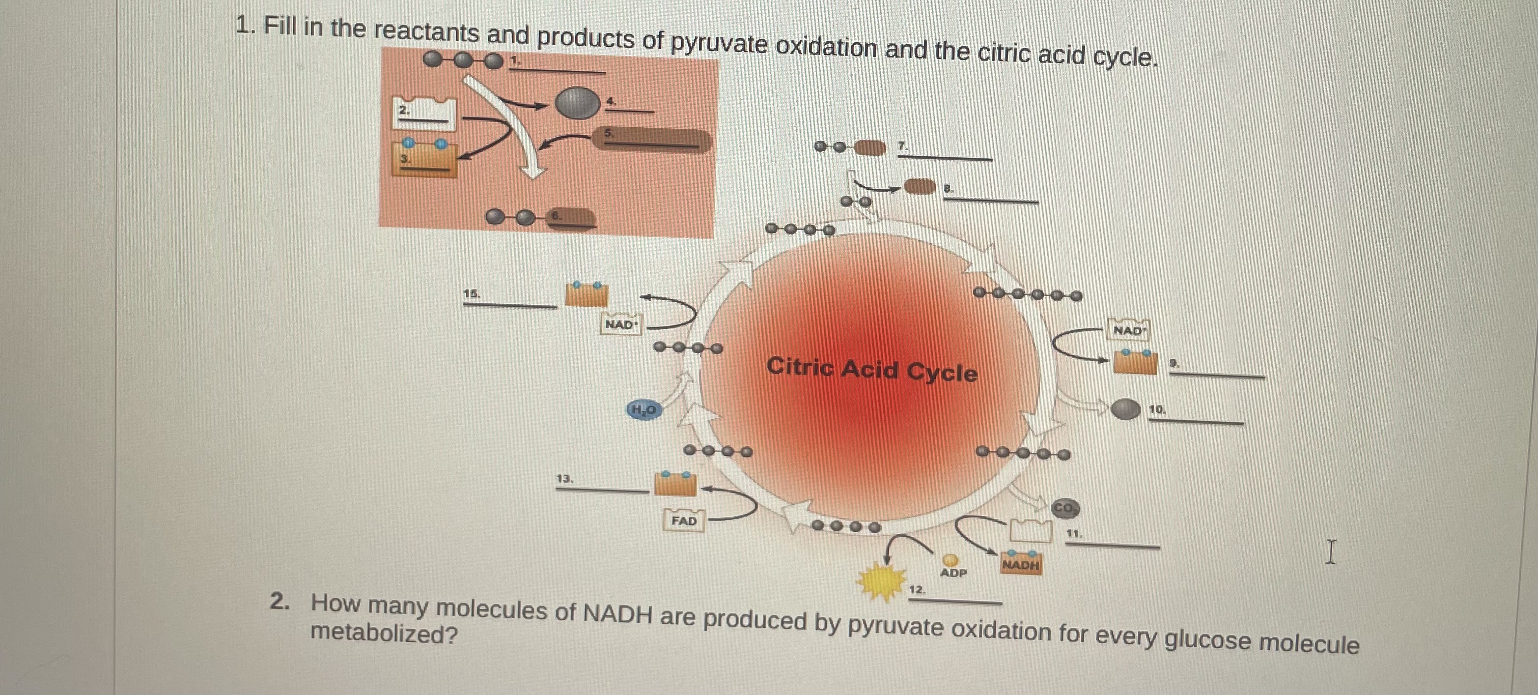 Solved Fill in the reactants and products of pyruvate | Chegg.com
