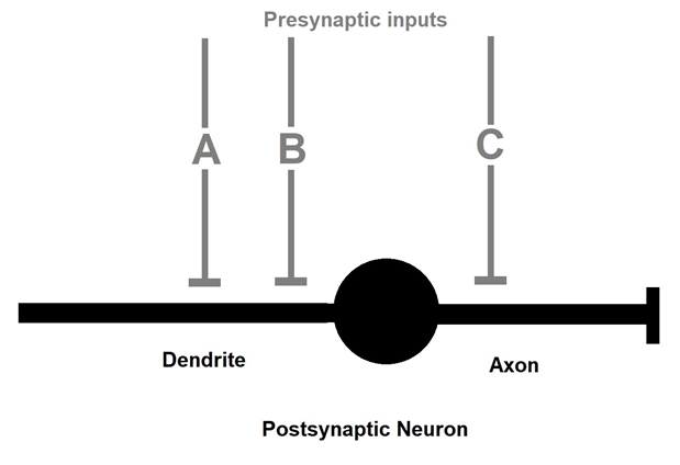 Solved The image depicts three, separate presynaptic inputs | Chegg.com