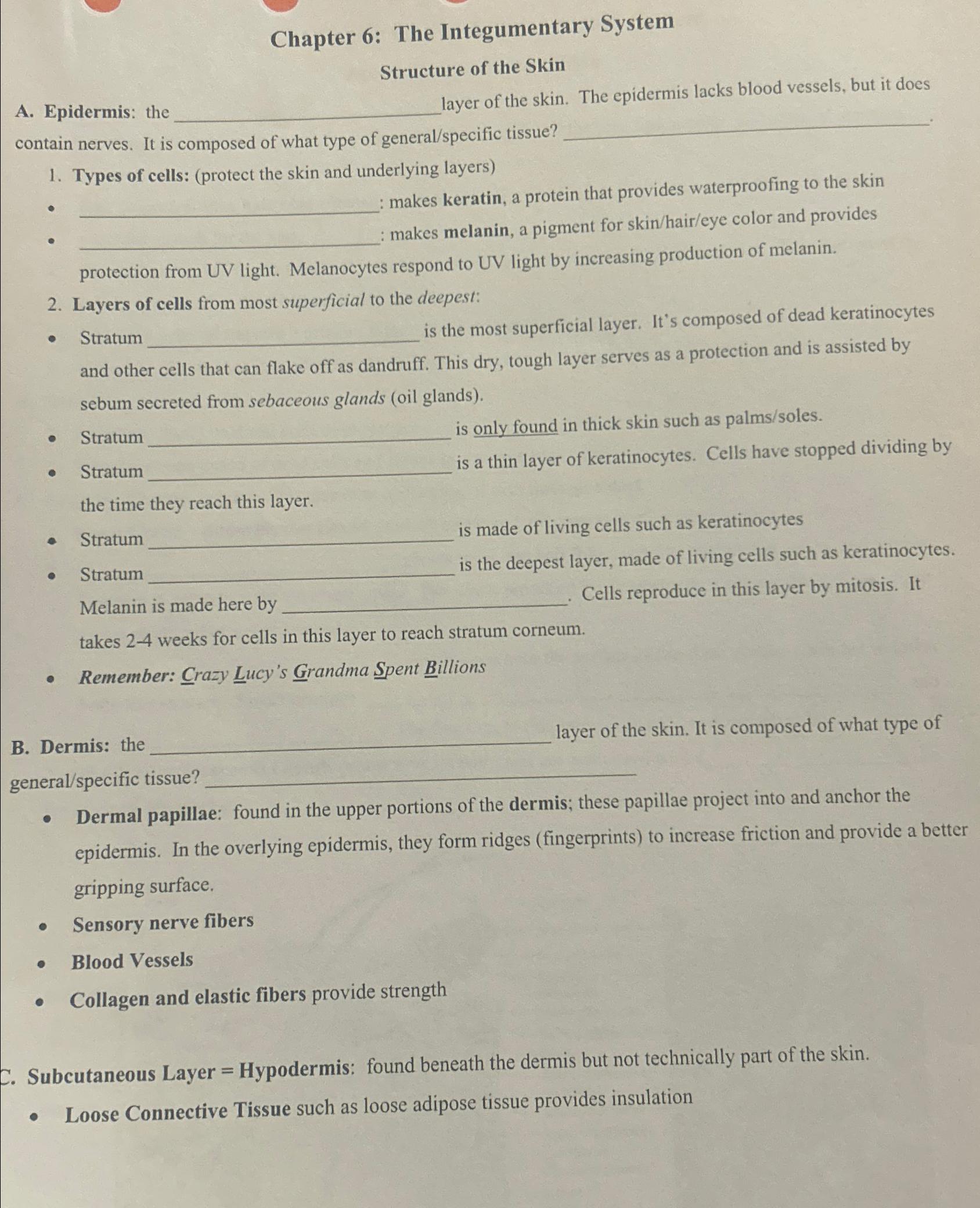 Solved Chapter 6: The Integumentary SystemStructure of the | Chegg.com