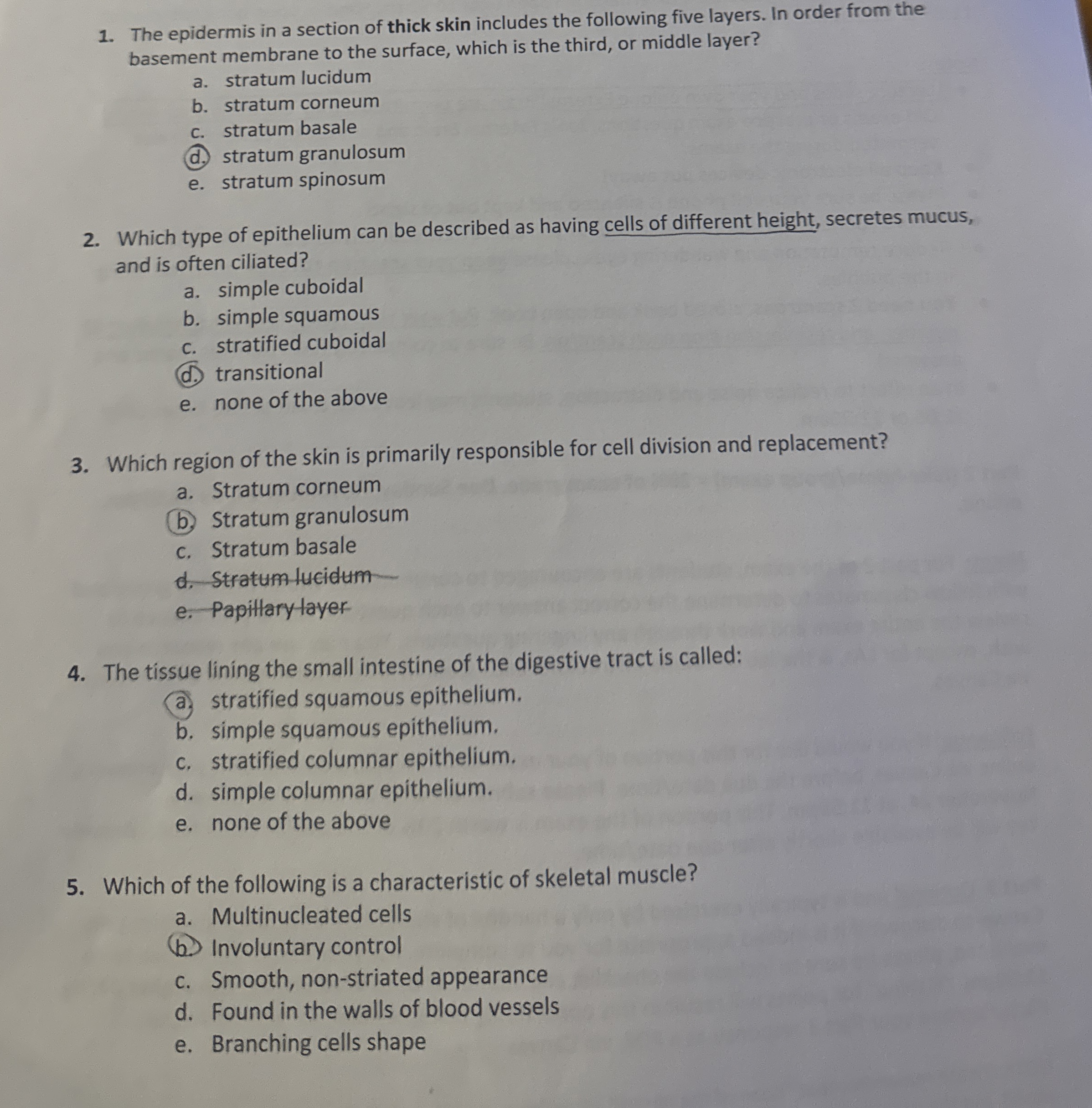 Solved The epidermis in a section of thick skin includes the | Chegg.com