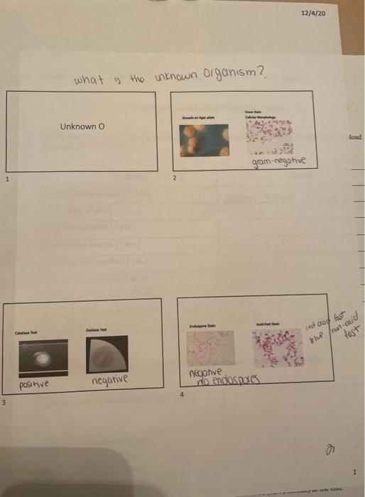 Solved 12/4/20 what is the unknown organism? Unknown load | Chegg.com