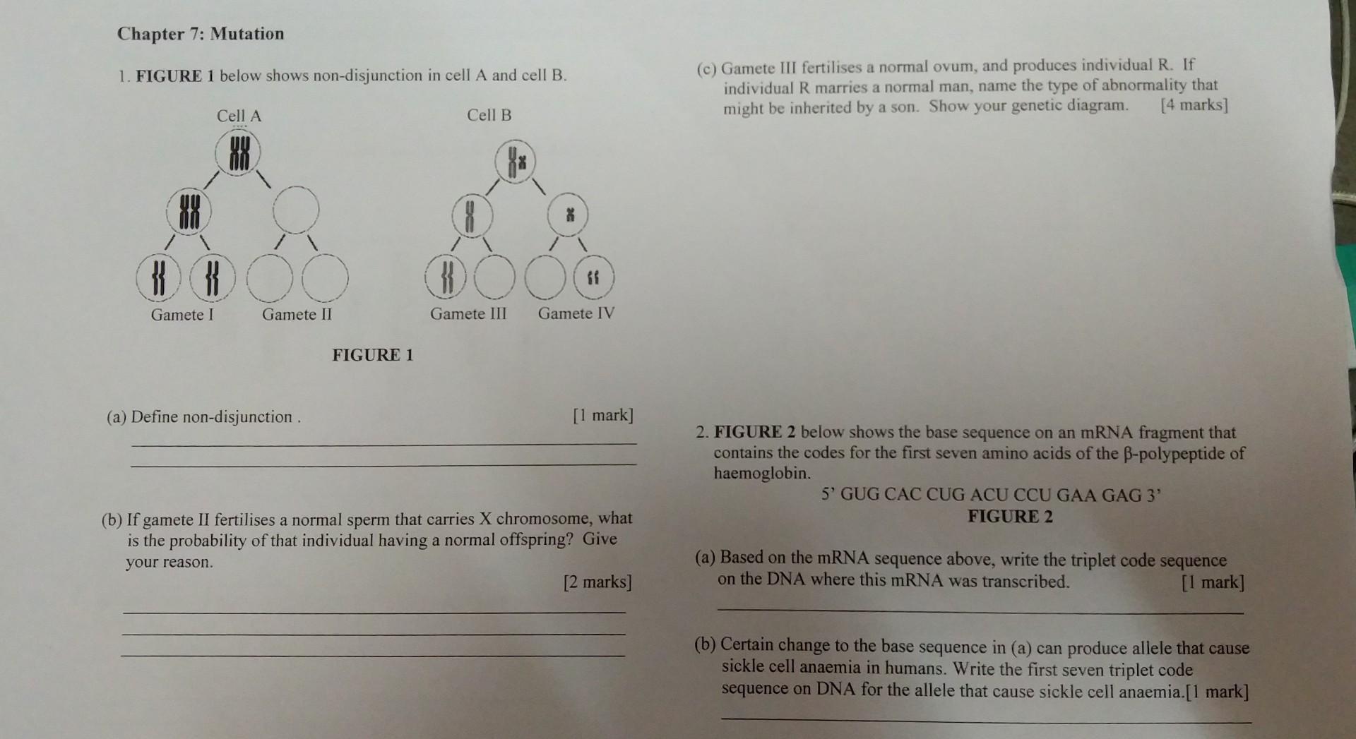Solved 1. FIGURE 1 below shows non-disjunction in cell A and | Chegg.com