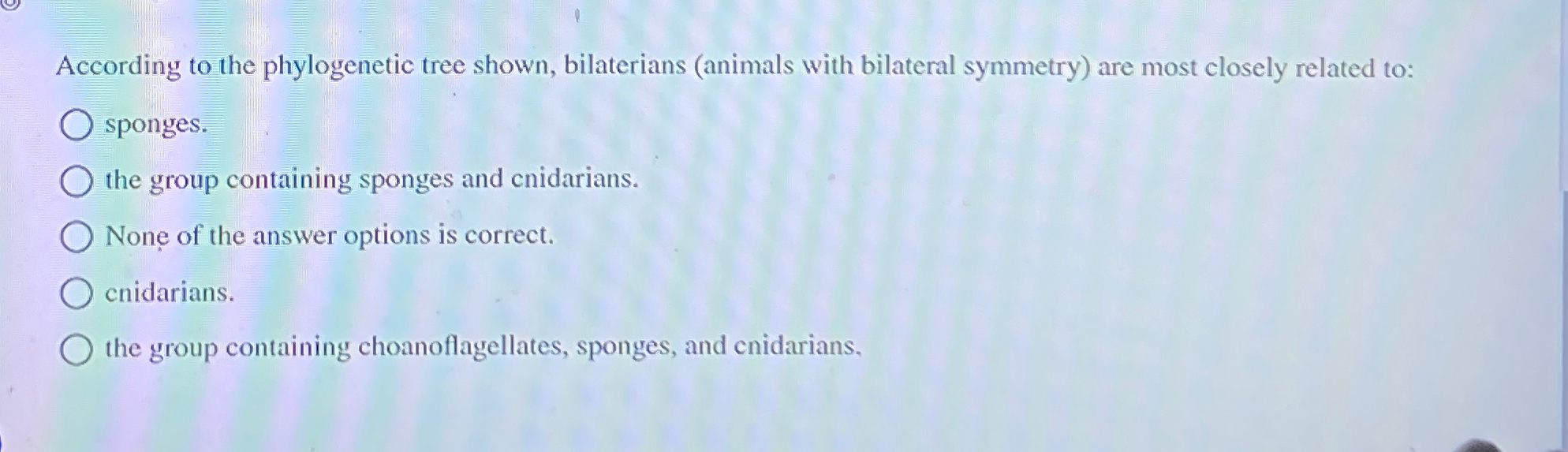 Solved According to the phylogenetic tree shown, bilaterians | Chegg.com