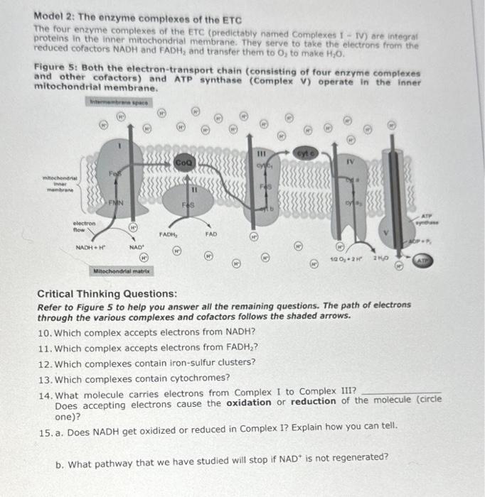 Solved Model 2: The enzyme complexes of the ETC The four | Chegg.com