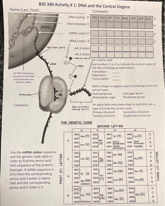 Solved BIO 340 Activity # 1: DNA and the Central Dogma Name | Chegg.com