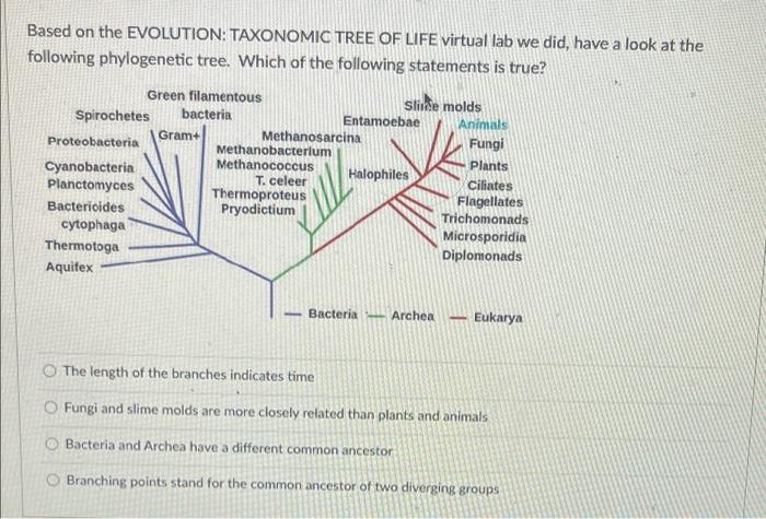Solved Based on the EVOLUTION: TAXONOMIC TREE OF LIFE | Chegg.com