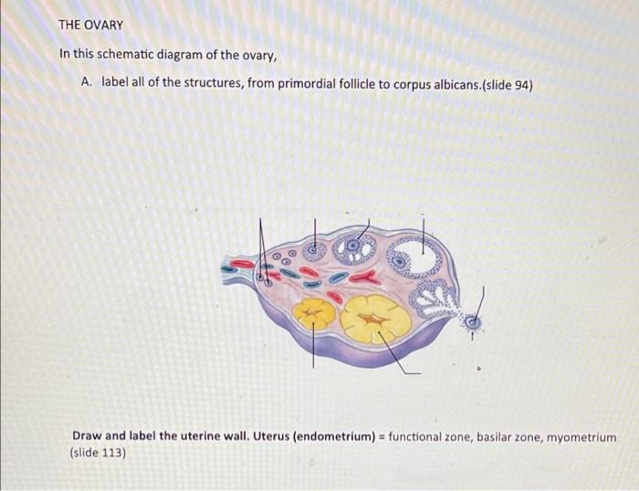Solved THE OVARY In this schematic diagram of the ovary, A. | Chegg.com