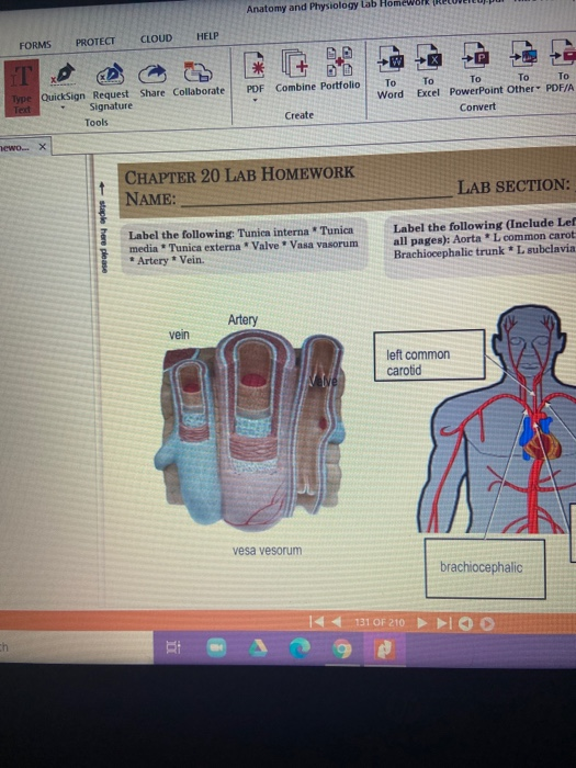 Solved Anatomy and Physiology Lab Homework CLOUD HELP FORMS | Chegg.com