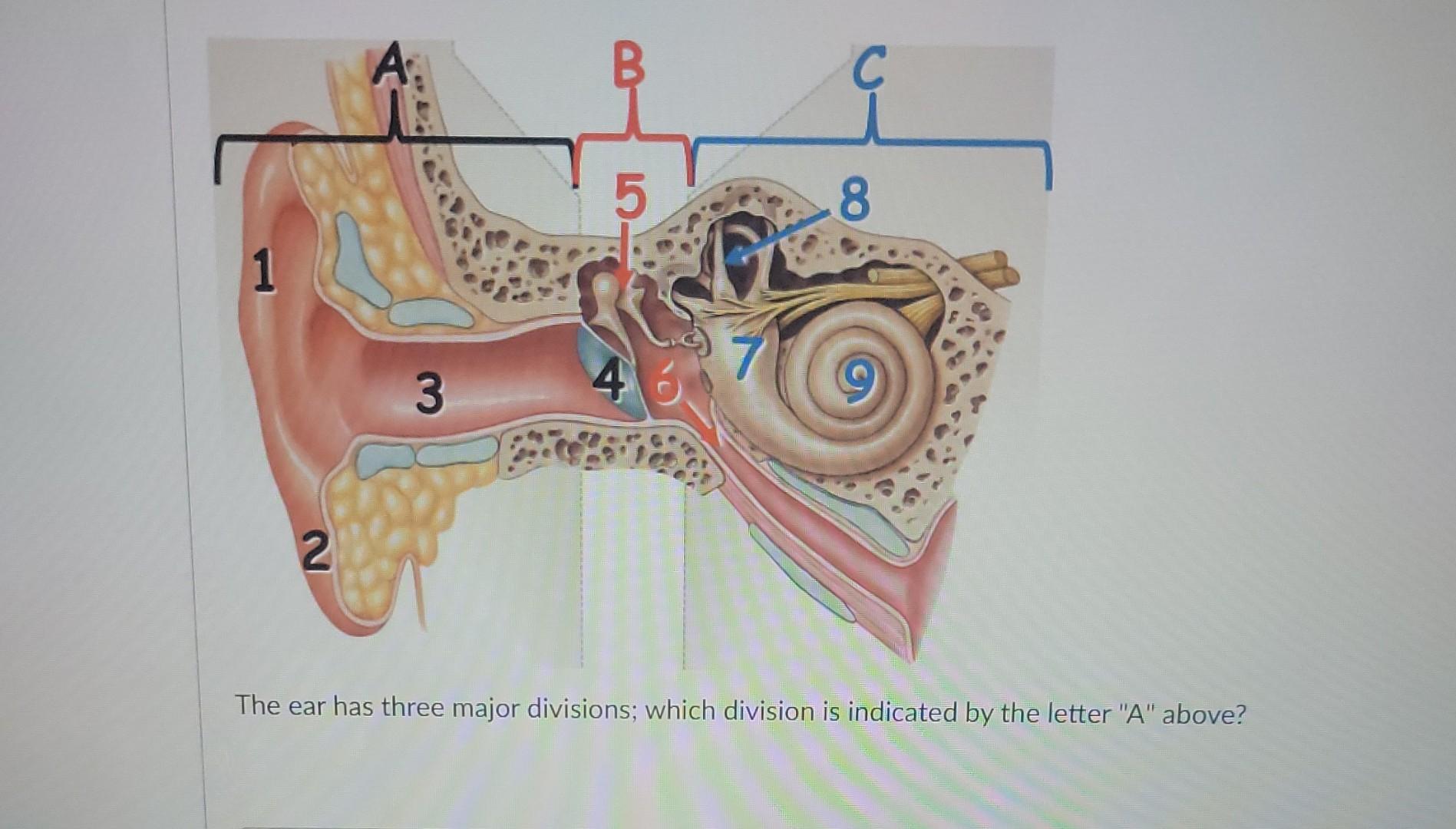 Solved A B C 5 8 1 3 4 6 2 The ear has three major | Chegg.com