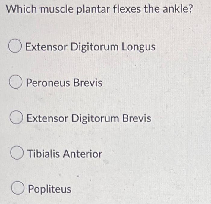 [Solved]: Which muscle plantar flexes the ankle? Extensor D