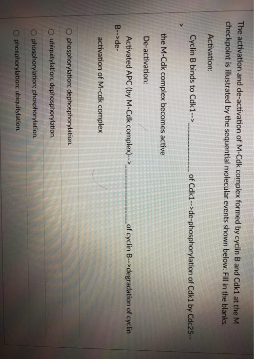Solved The activation and de-activation of M-Cdk complex | Chegg.com
