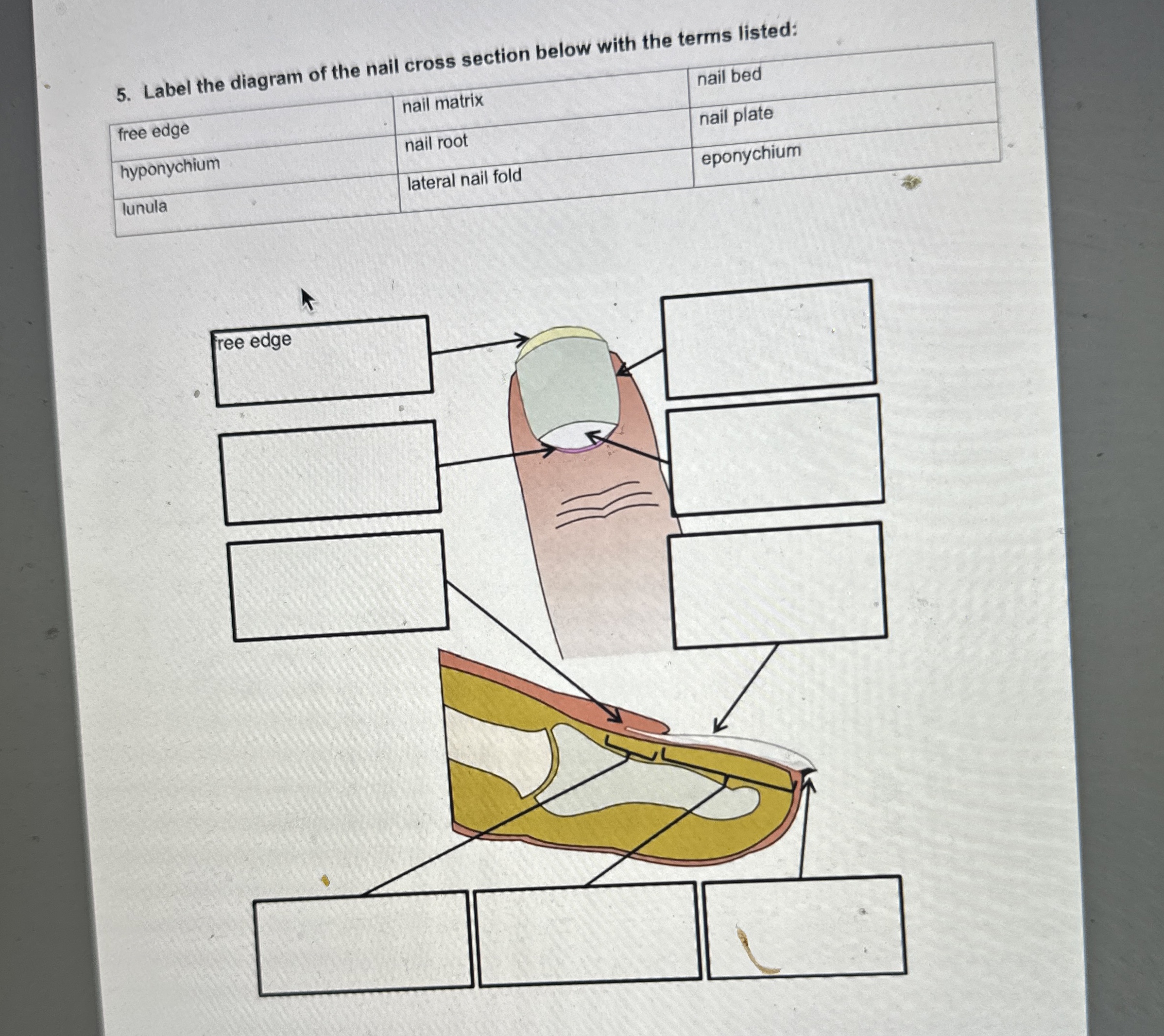 Solved Label the diagram of the nail cross section below | Chegg.com