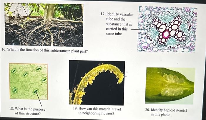 Solved 16. What is the function of this subterranean plant | Chegg.com