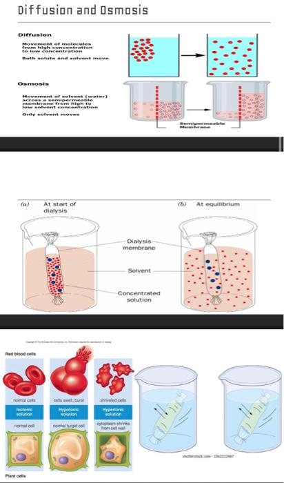 Solved Investigate the process of osmosis by measuring the | Chegg.com