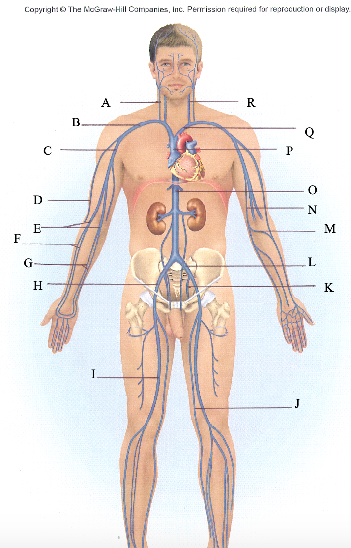 Solved Identification. Using the terms listed, label the | Chegg.com