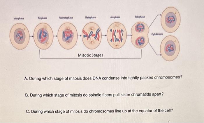 Solved A. During which stage of mitosis does DNA condense | Chegg.com