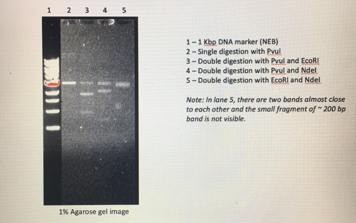 Solved 1 2 3 4 5 1 - 1 Kbp DNA marker (NEB) 2 - Single | Chegg.com