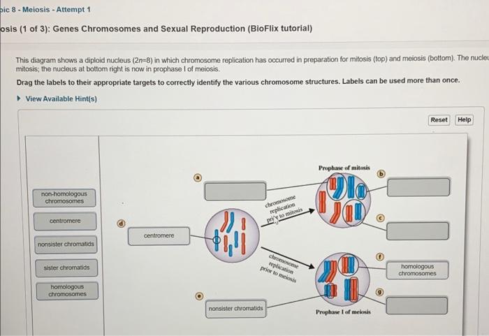 Solved pic 8 - Meiosis - Attempt 1 osis (1 of 3): Genes | Chegg.com