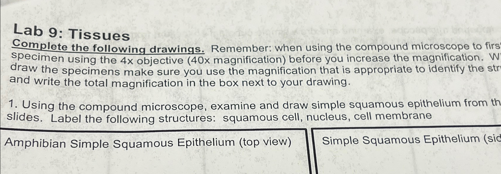 Solved Lab 9: TissuesComplete the following drawings. | Chegg.com