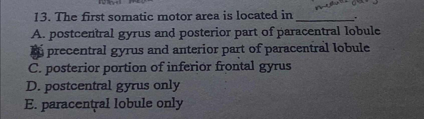 Solved The first somatic motor area is located inA. | Chegg.com