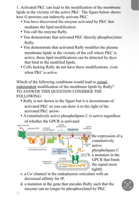 Solved 1. Activated PKC can lead to the modification of the | Chegg.com