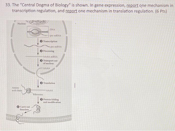 Solved 33. The "Central Dogma of Biology" is shown. In gene | Chegg.com