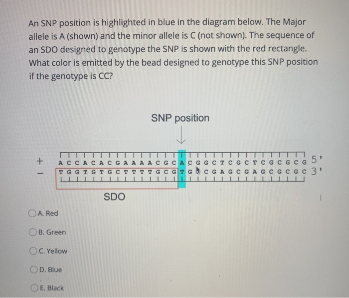 An SNP position is highlighted in blue in the diagram | Chegg.com
