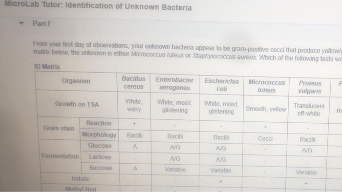 MicroLab Tutor: Identification of Unknown Bacteria | Chegg.com